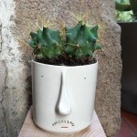Pompilio Plants | Decofeelings